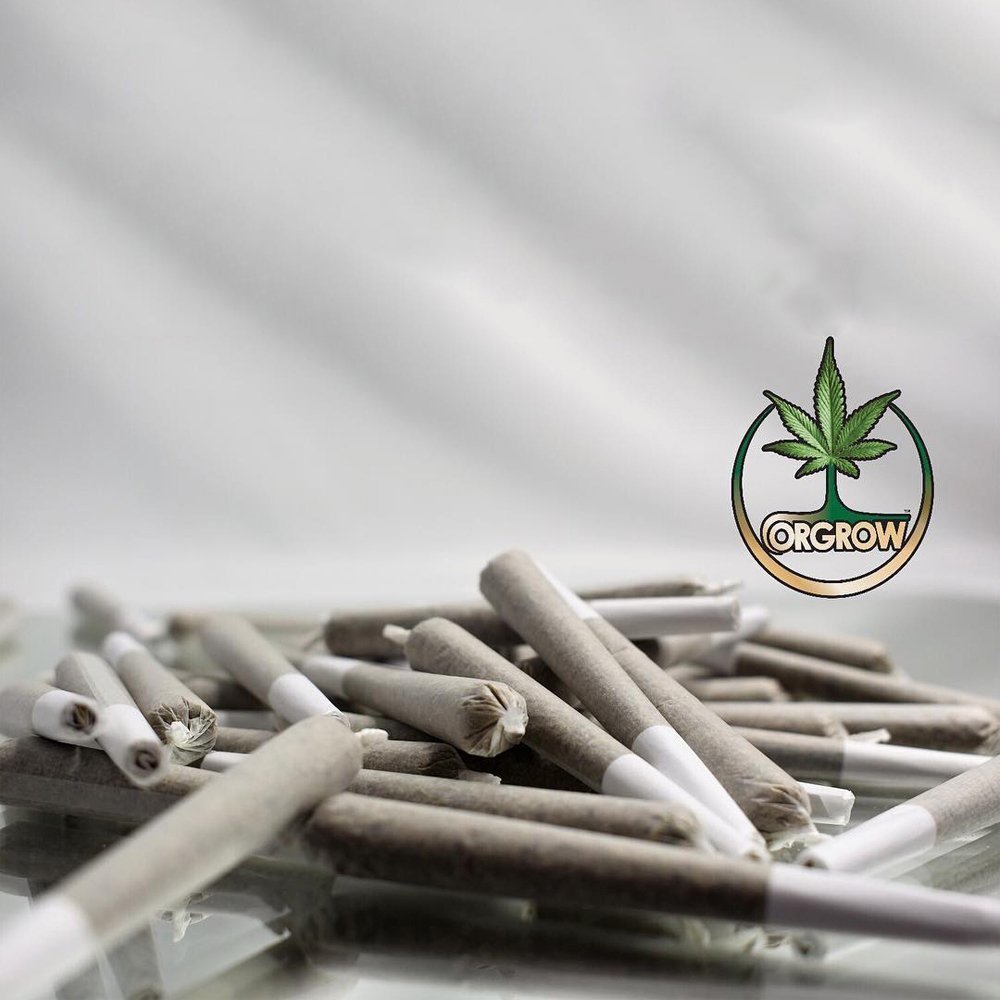 Orgrow Triple Chocolate Chip [1g] - Craft Cannabis Dispensary WA